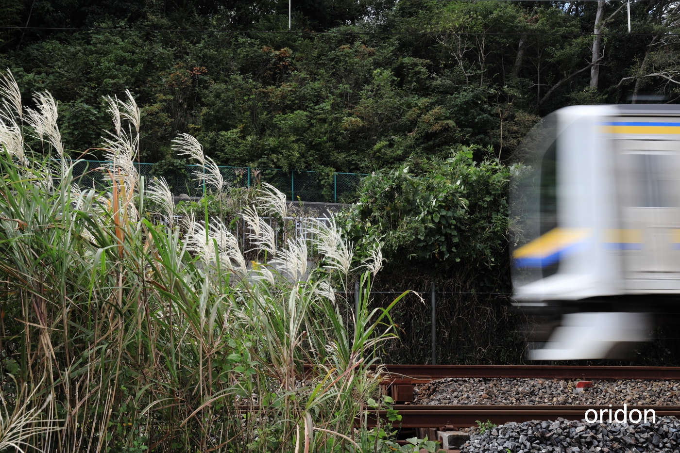 房総の209系、ススキ揺らして・RAILRAILRAIL・鉄道写真 | RAILRAILRAIL 毎日鉄道写真とともに！