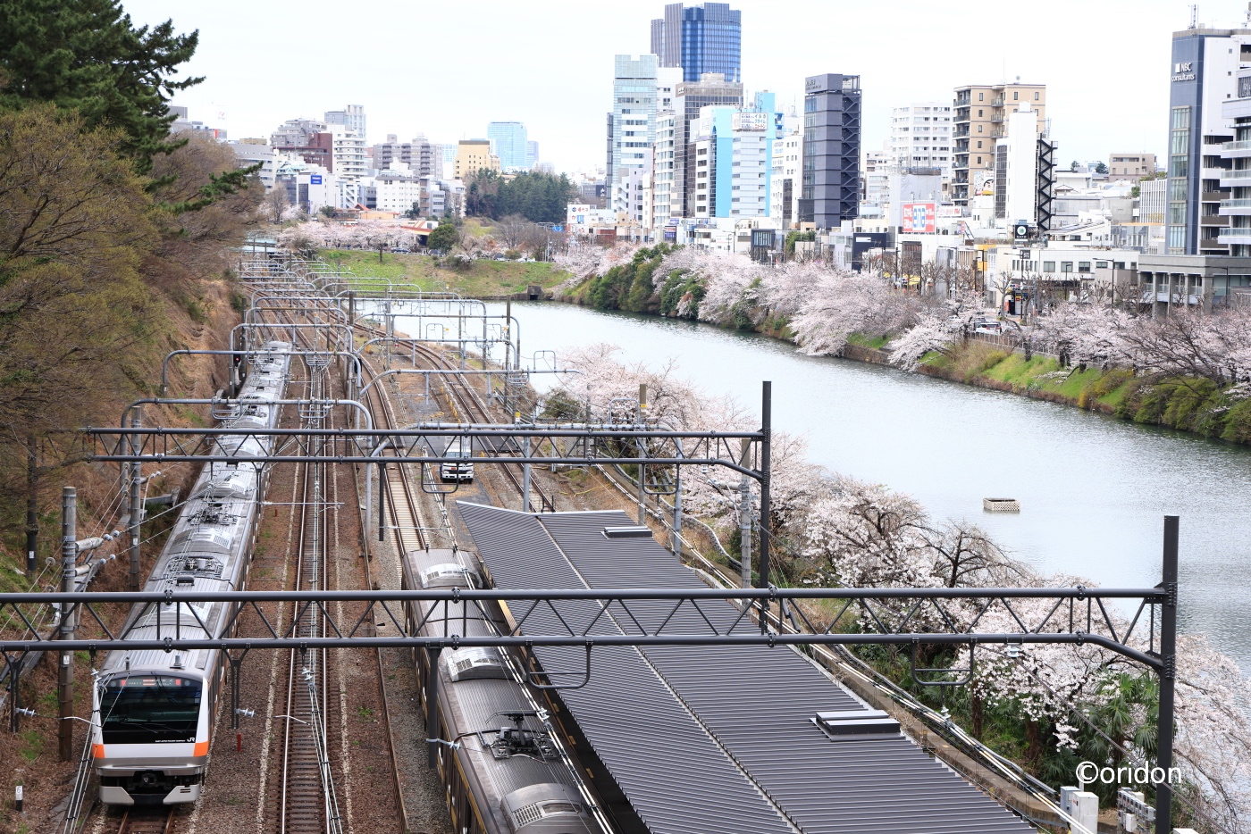 E233系・E231系、飯田橋の桜風景とともに | RAILRAILRAIL 毎日鉄道写真とともに！