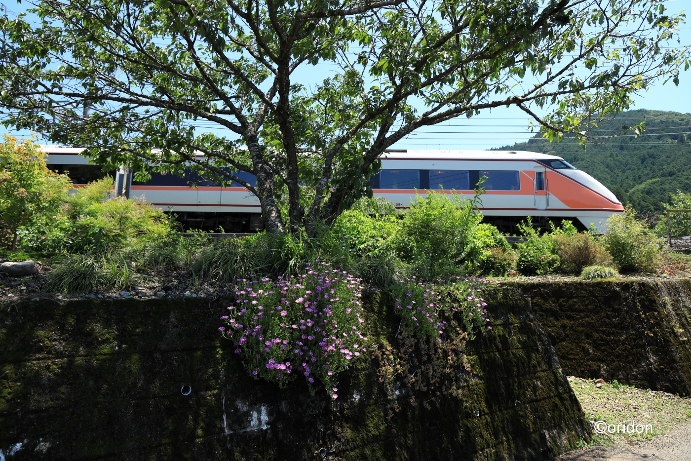 東武100系スペーシア、オリジナル塗色が夏景色の中を行く（2） | RAILRAILRAIL 毎日鉄道写真とともに！