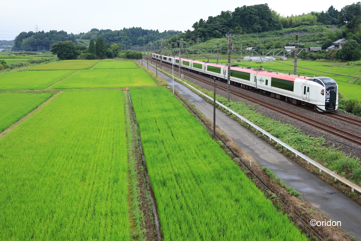 緑の絨毯 with E259系＆E235系 | RAILRAILRAIL 毎日鉄道写真とともに！